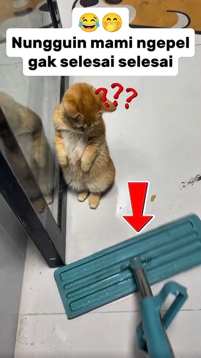 Nungguin mami ngepel, gak selesai selesai😂🤭#feedshorts #kucinglucu #funnyshorts - YouTube