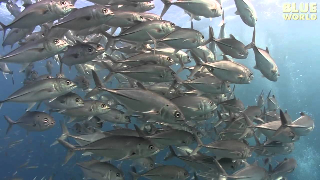 Jonathan Bird's Blue World Teaser - YouTube