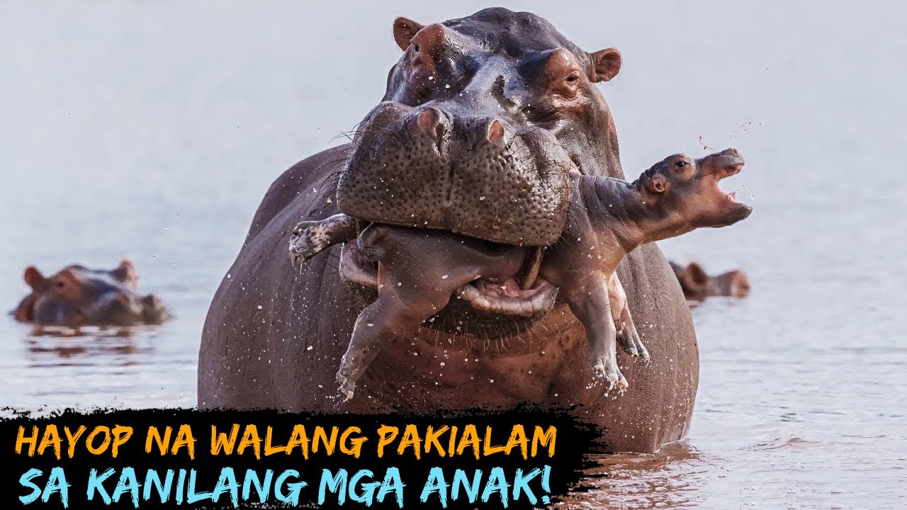 Mga hayop na walang pakialam sa kanilang mga anak! - YouTube