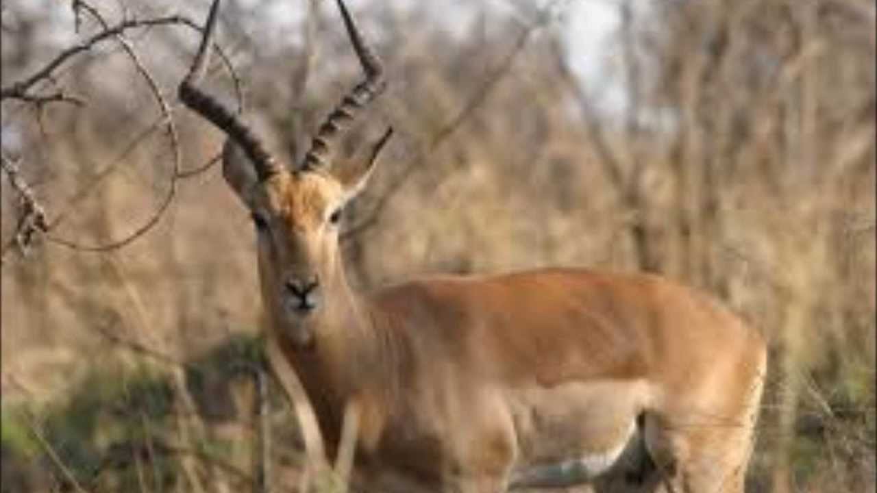 Pokemon Evangelion Beast Forestantelope the Evangelion Antelope - YouTube