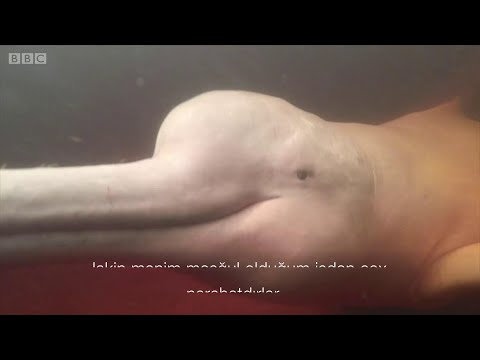 Həyatı üçün təhlükəyə baxmayaraq delfinləri xilas edən adam