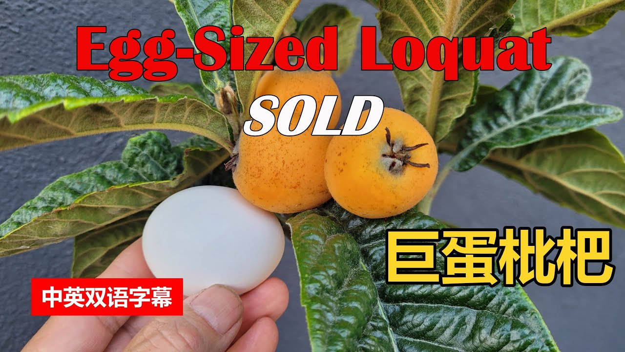 How I Turned Seed-Grown Loquat Seedling into Egg-Sized Loquat Tree ...