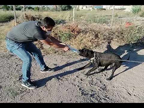 Çene Basıncı Şovu! 🐕 Pitbull Kara'nın Güç Gösterisi ve Karakız'ın 2 Haftalık Yavruları