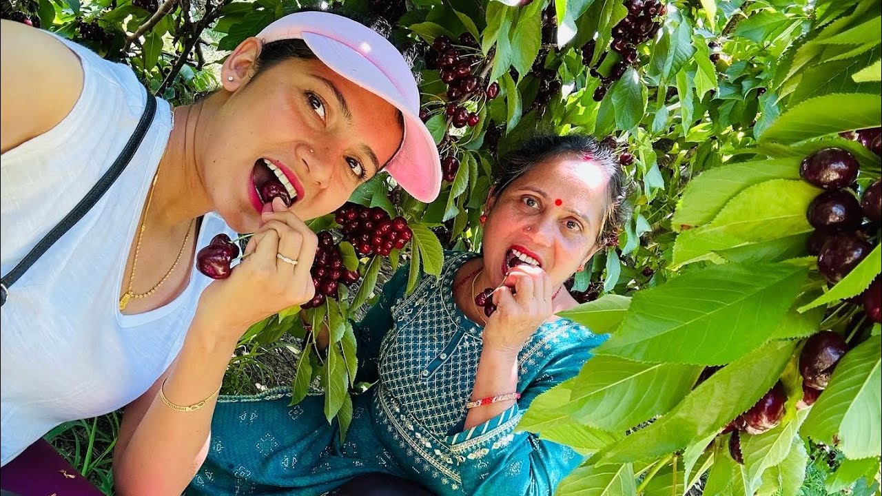 || Cherry 🍒🍒 picking || California || Nunn Better Farm || Fruits lover || PraNa || - YouTube