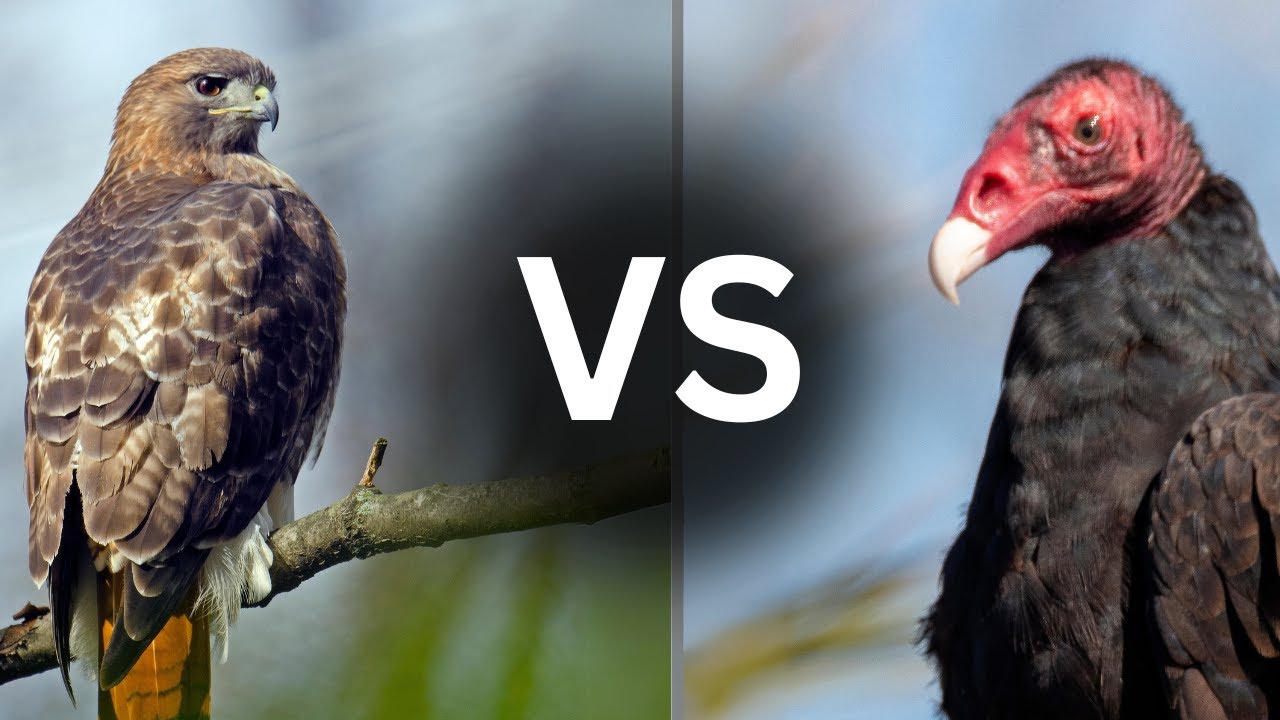 Learn to Identify HAWK vs VULTURE in 4 Minutes - YouTube