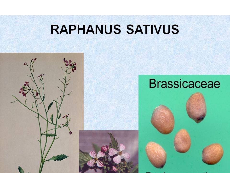 RAPHANUS SATIVUS - ΑΝΤΙΜΕΤΩΠΙΣΗ ΟΞΕΩΝ ΚΑΤΑΣΤΑΣΕΩΝ ΜΕ ΟΜΟΙΟΠΑΘΗΤΙΚΗ ...