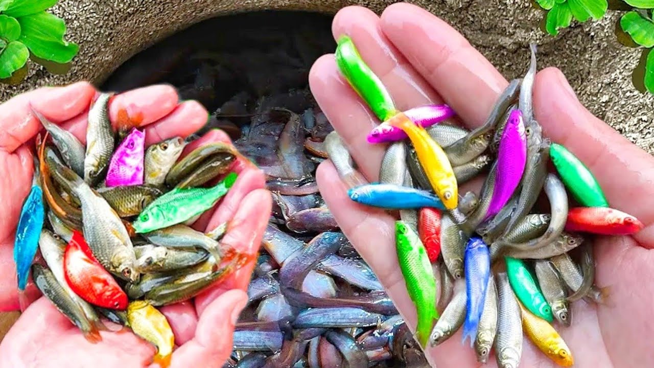Catching Strange Fish In Giant Surprise Colorful koi, Kim Kim Fish ...