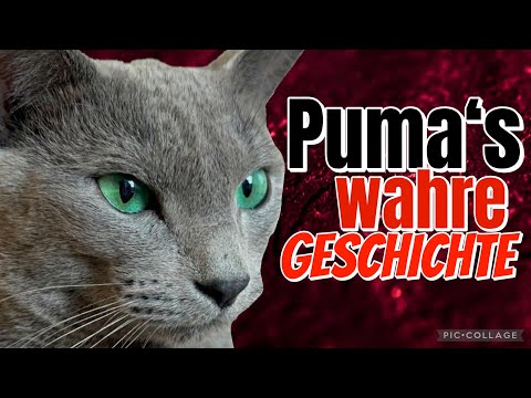 Das ist Puma‘s WAHRE GESCHICHTE ! VonPumaSilberfell Russisch Blau Katze Kitten Kater 