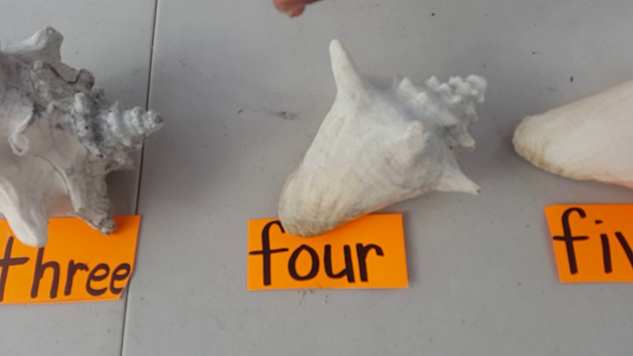 Counting 6 seashells - YouTube