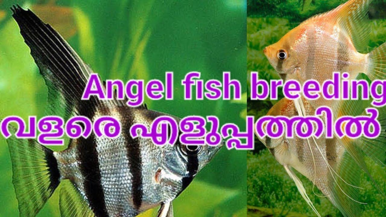 angel fish breeding easy ആയി ചെയ്യാം #fish #aquarium #aquariumfish ...