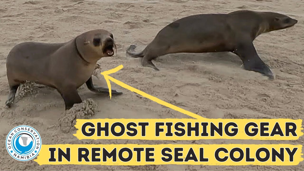 Ghost Fishing Gear in Remote Seal Colony - YouTube