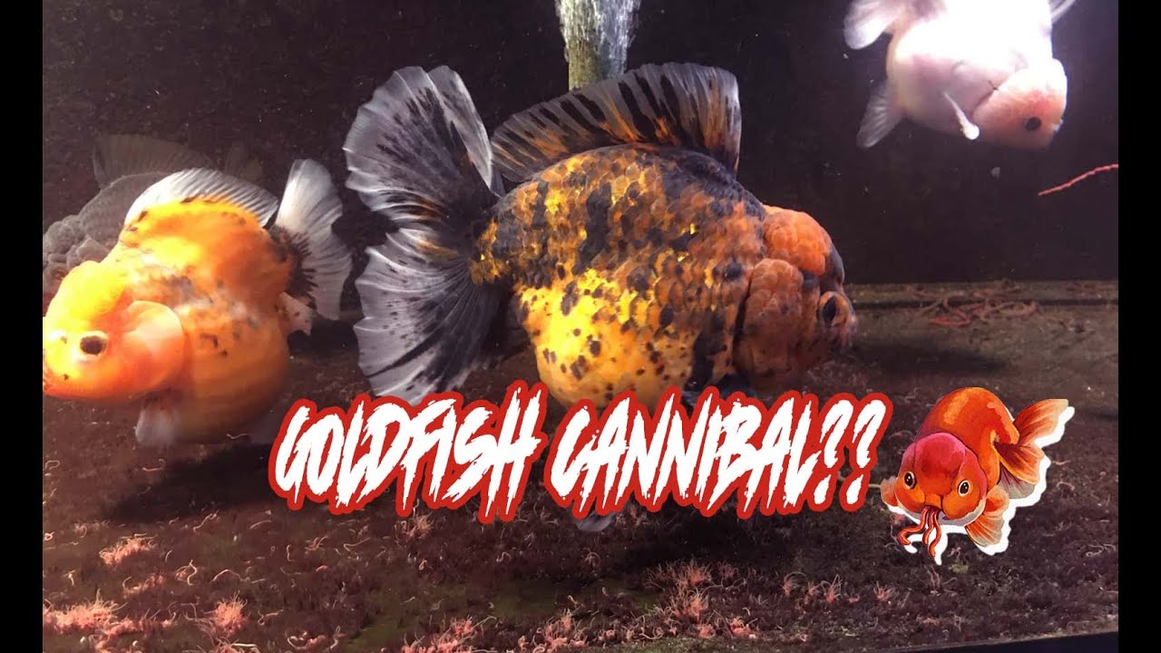 1st vlog for goldfish keeping!! - YouTube