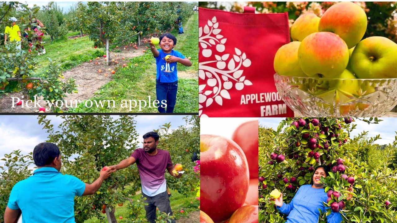 Pick your own apples/Apple farm in Canada/Apple picking in Canada ...