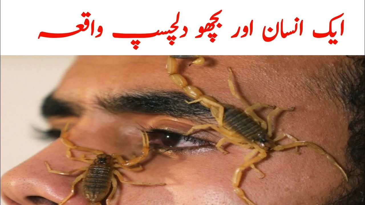 ایک انسان اور بچھو کا واقعہbiccho Youtube