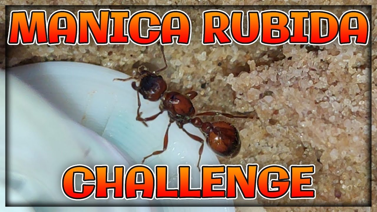 MANICA RUBIDA CHALLENGE #fireants #ants #challenge - YouTube