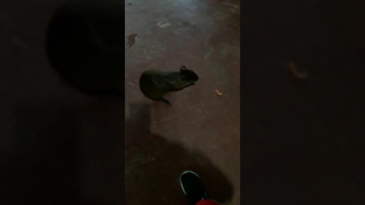 Guatusa dando alimentacion - YouTube