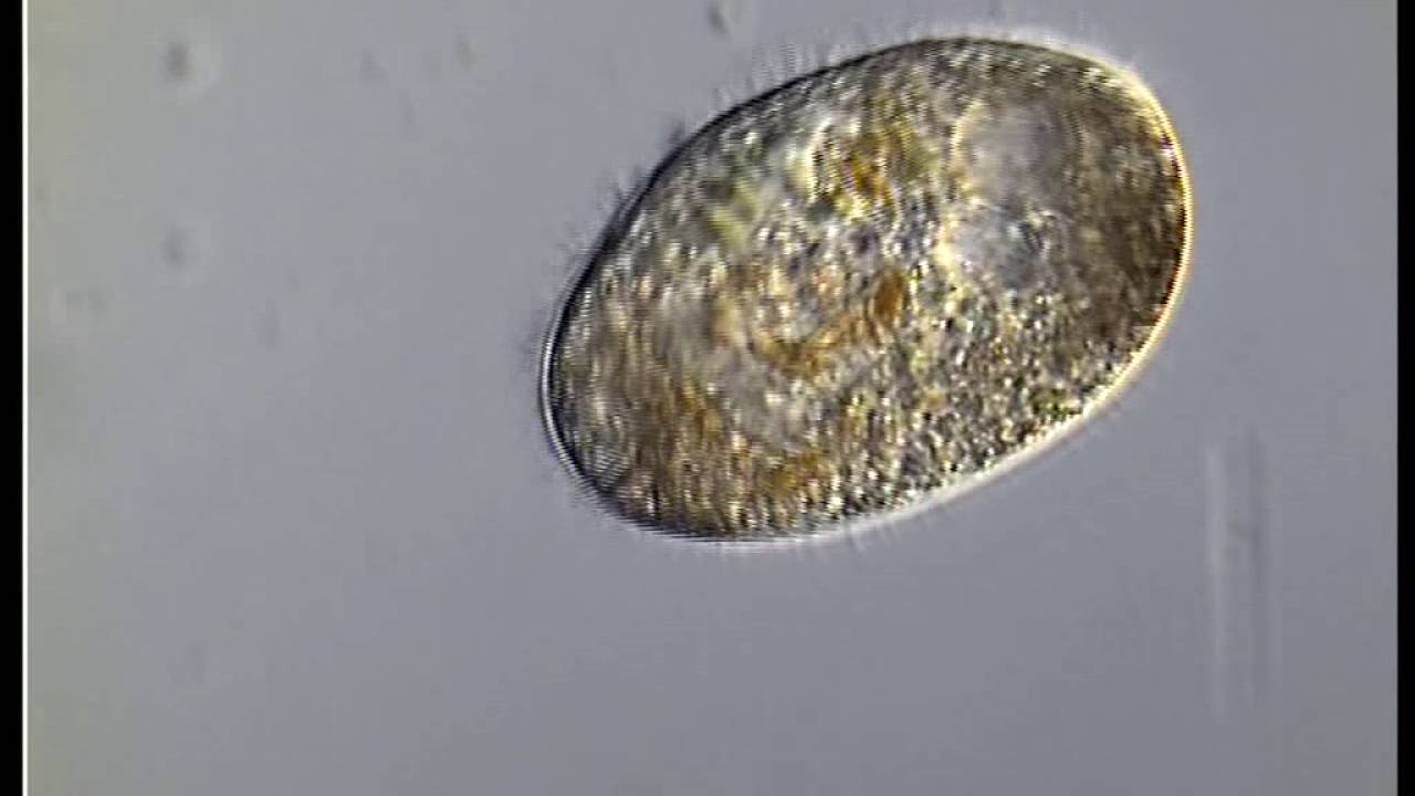 FRONTONIA ATRA CILIADO - YouTube