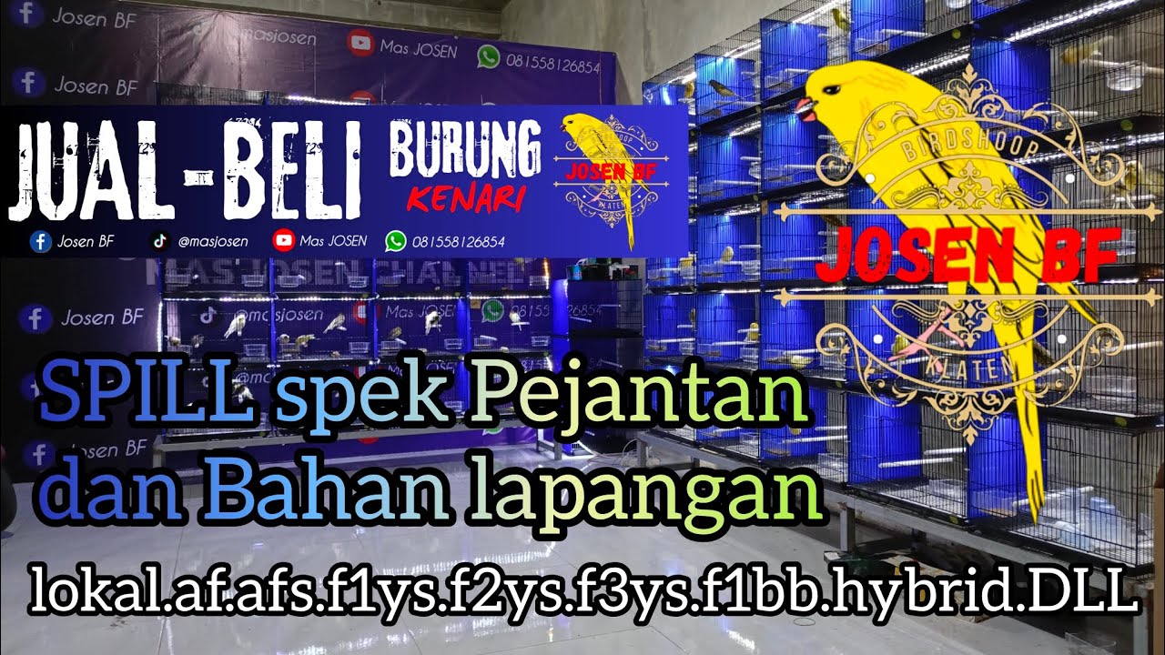 KENARI bahan lomba dan PEJANTAN dikios MAS JOSEN BF klaten - YouTube