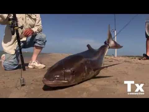 Giant Landbased Cobia - Biggest Ling I Ever Seen - YouTube
