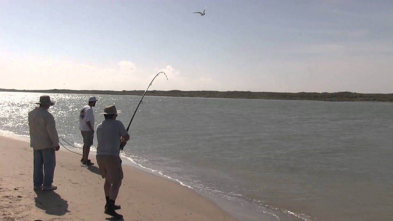 Giant Landbased Cobia - Biggest Ling I Ever Seen - YouTube