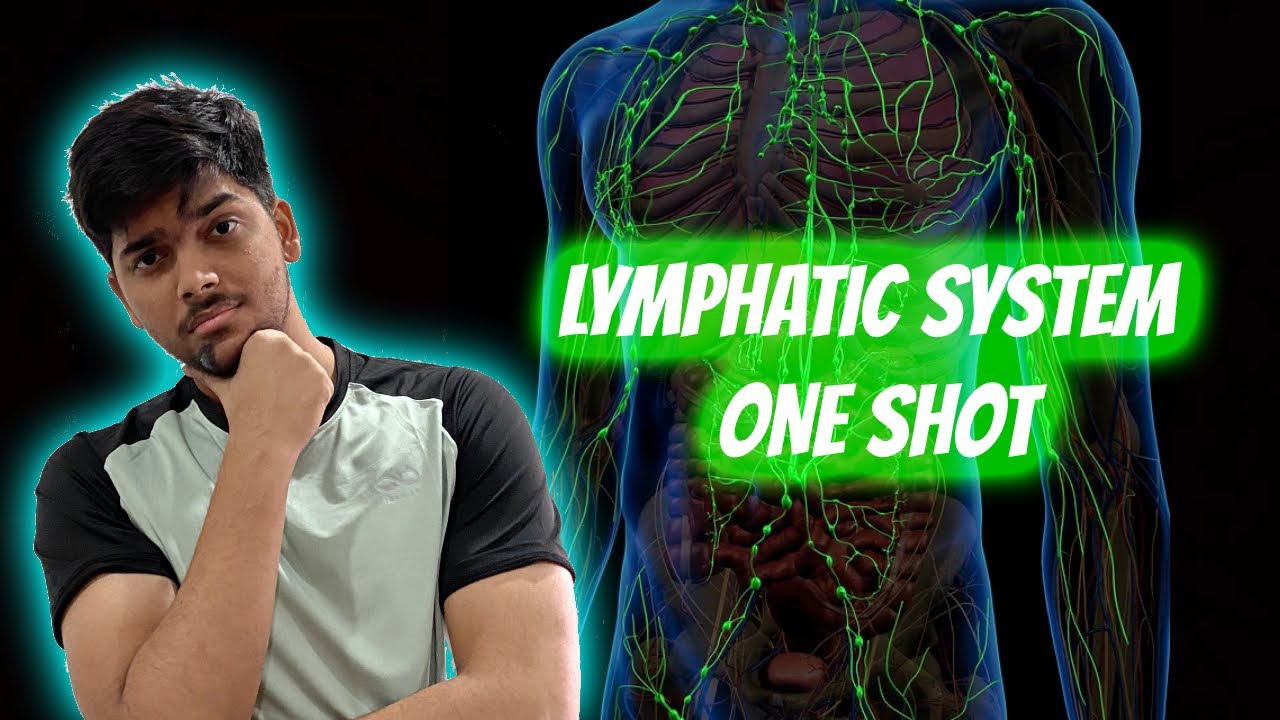 Lymphatic System ONE SHOT - Lymph|Lymph Nodes|Lymph Circulation # ...