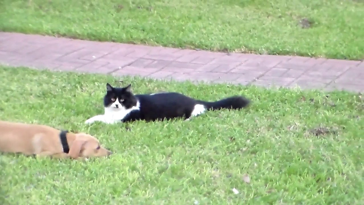 Ranger & Pepe - YouTube