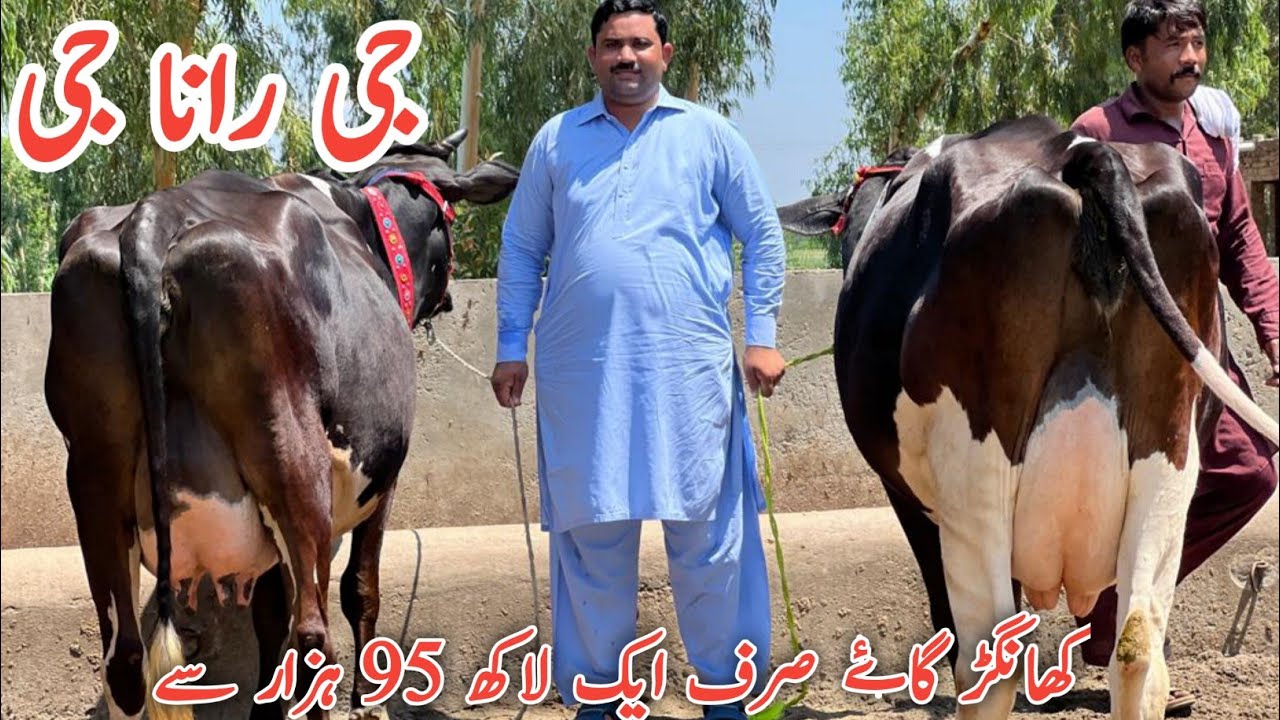 Australian cows | Cross breed | HF cross cows | 20 March 2023 - YouTube