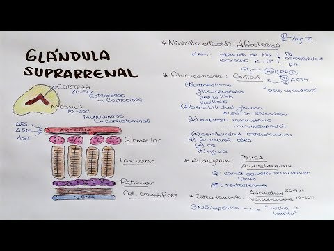 Adrenal gland: Aldosterone, Cortisol, DHEA, Androstenedione