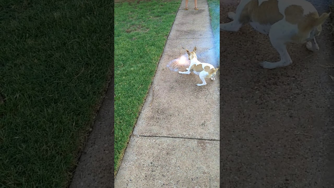 Firecracker Dog - YouTube