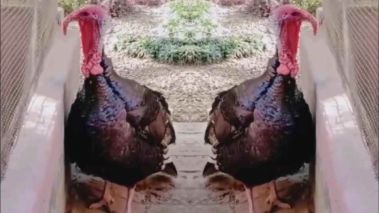 Animal Lovers ️ ️ ️ #viral #travel #minivlog #shortvideo #vlog # ...