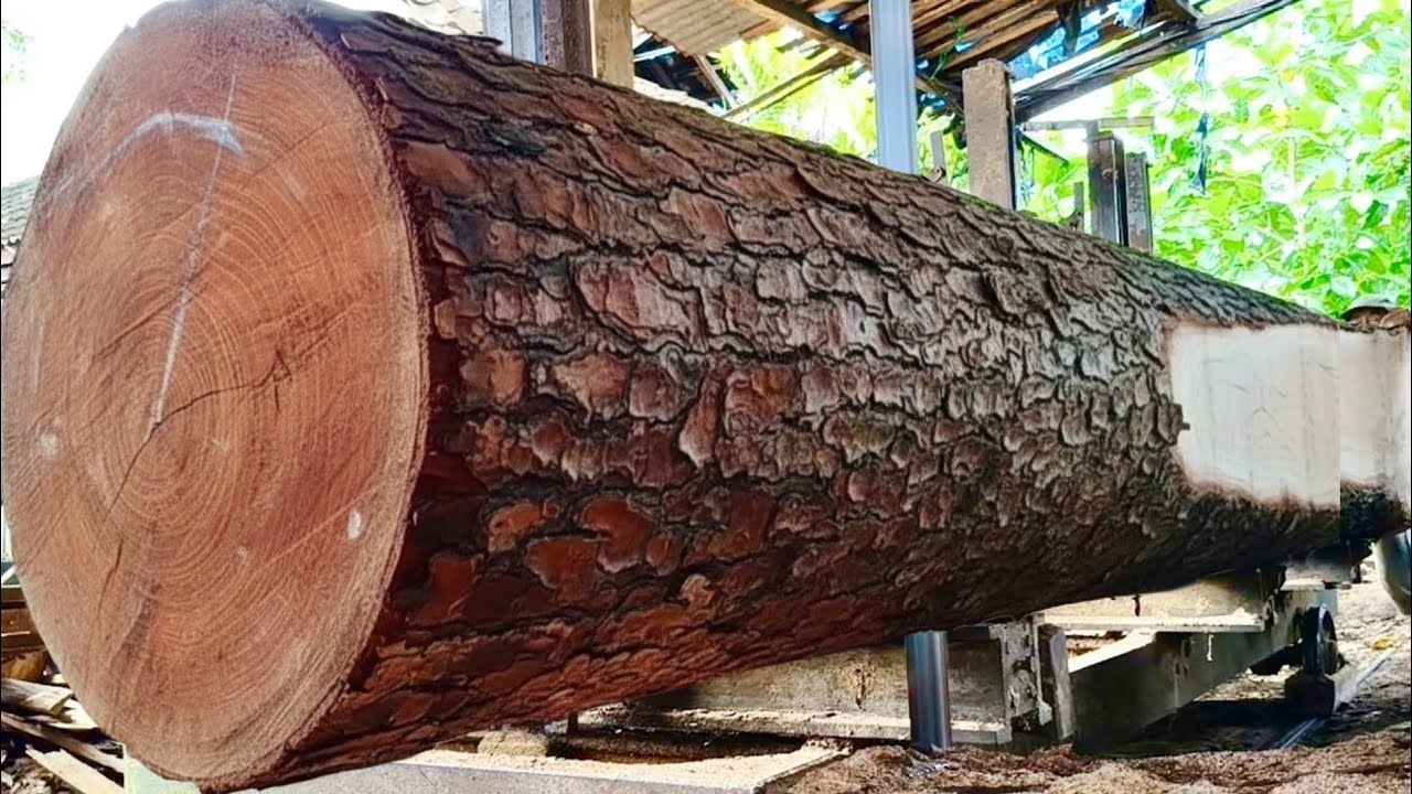 🌲BREAKING THE LIMITS.!! When a GIANT Tree Trunk Challenges a Chainsaw🌲 ...