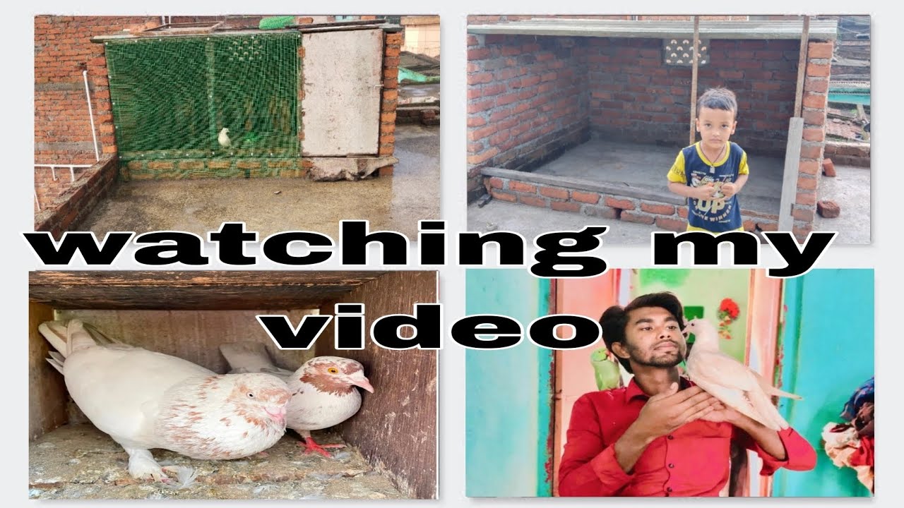 kabutar ka loft Kaise banaen. How to make a pigeon house? 🏡🕊️🕊️#pingeon ...