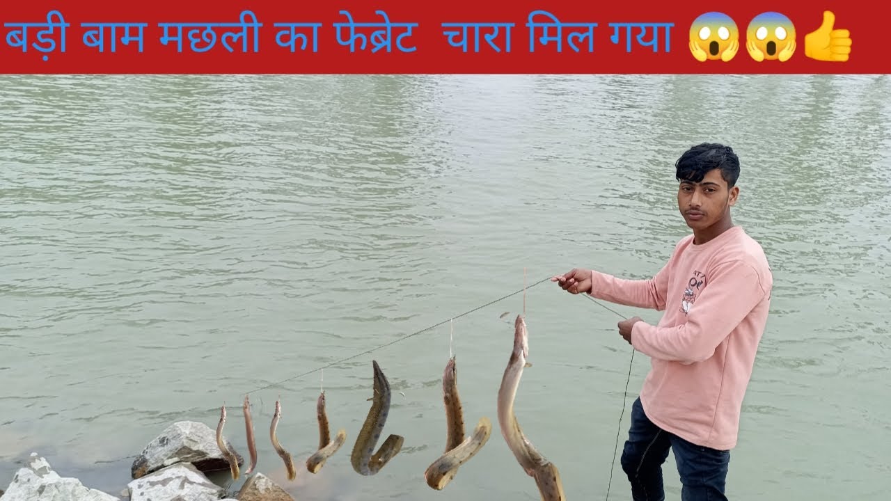 Baam fish / fish hunting /bam fishing/ machhali pakadne ka tarika Baam ...