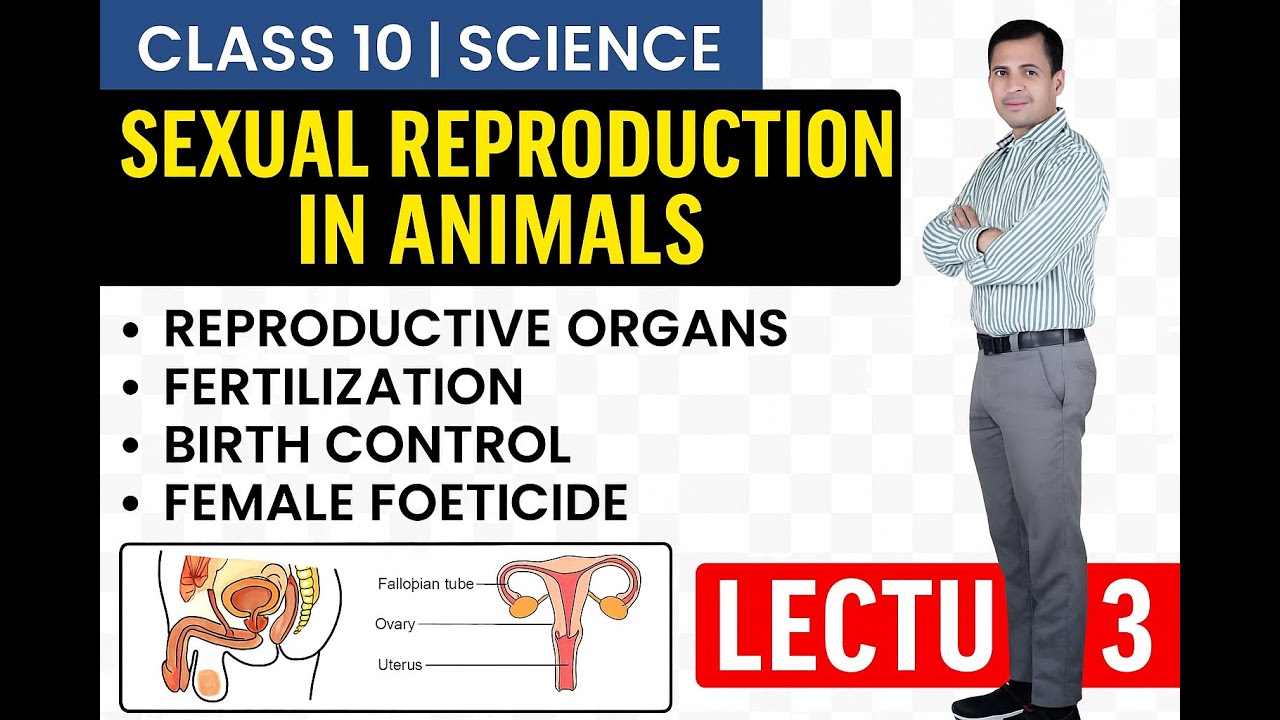 Class 10 Science |Sexual Reproduction in Animals |Reproductive Organs ...
