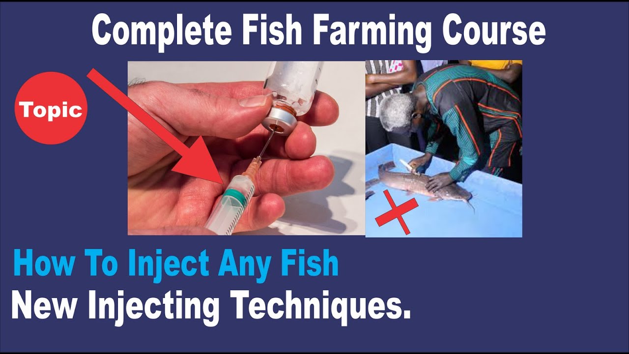 How to inject catfish | best way to inject catfish | day 1 practical 3 ...