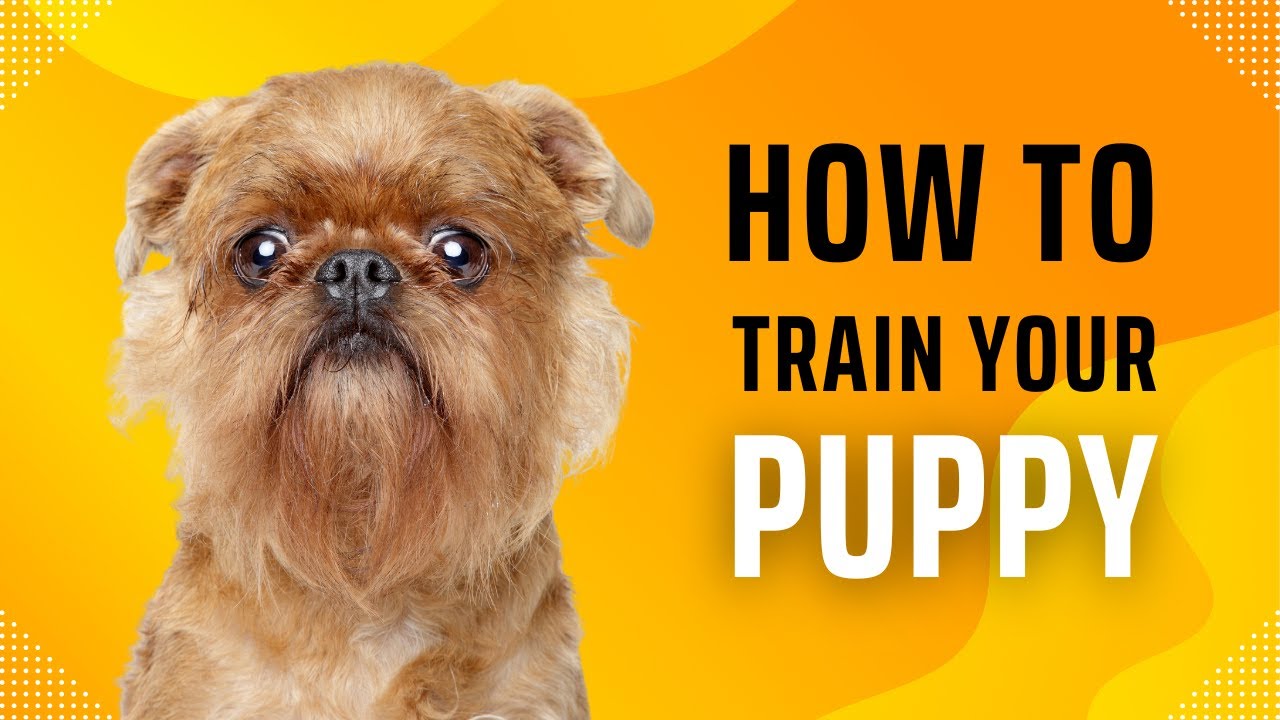 dogs 101: The Good Boy's Guide To Being Good - YouTube