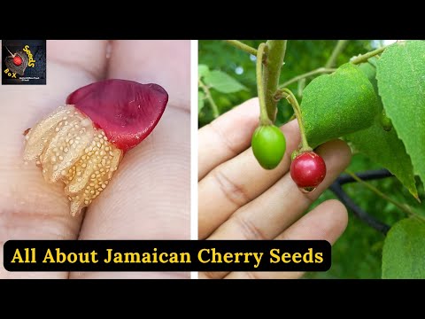 Jamaican Cherry Seeds | Grow Cherry From fruit | SeedsBox | Urdu/हिंदी ...