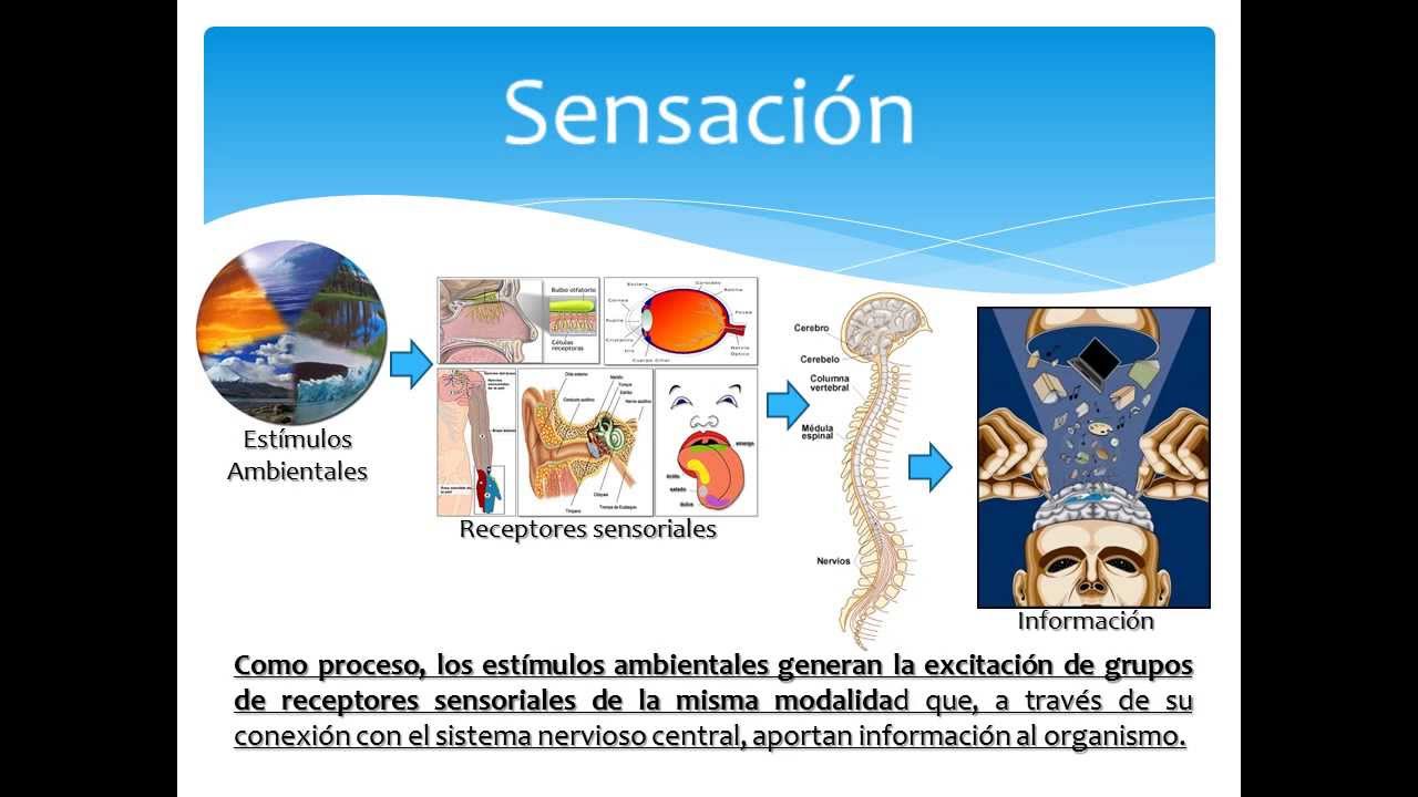 Sensación Y Percepción Youtube Free Nude Porn Photos