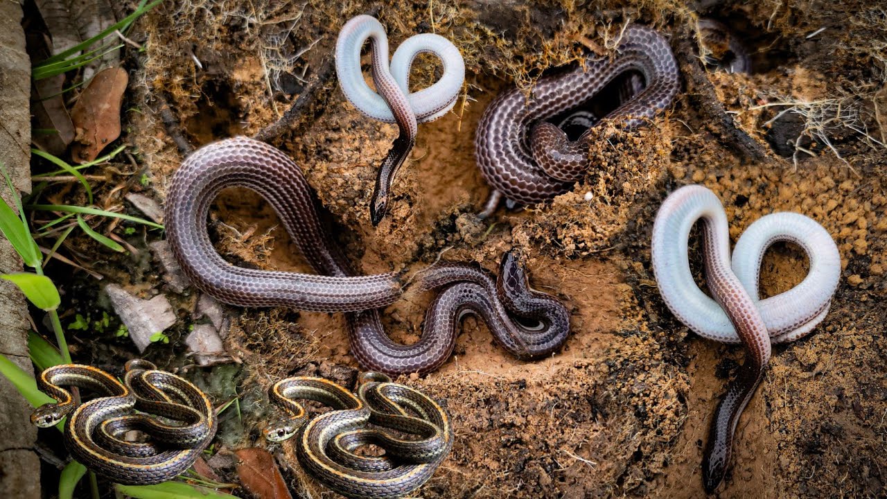 Open Wood Meet Snake In Tunnel Under Wood It Go In To Eat Mouse #pet # ...