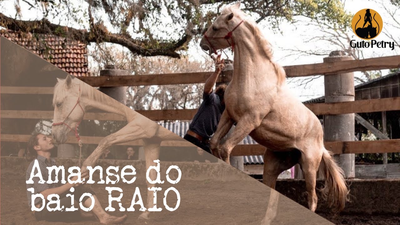 AMANSE ÍNDIO DO BAIO RAIO - GUTO PETRY - YouTube