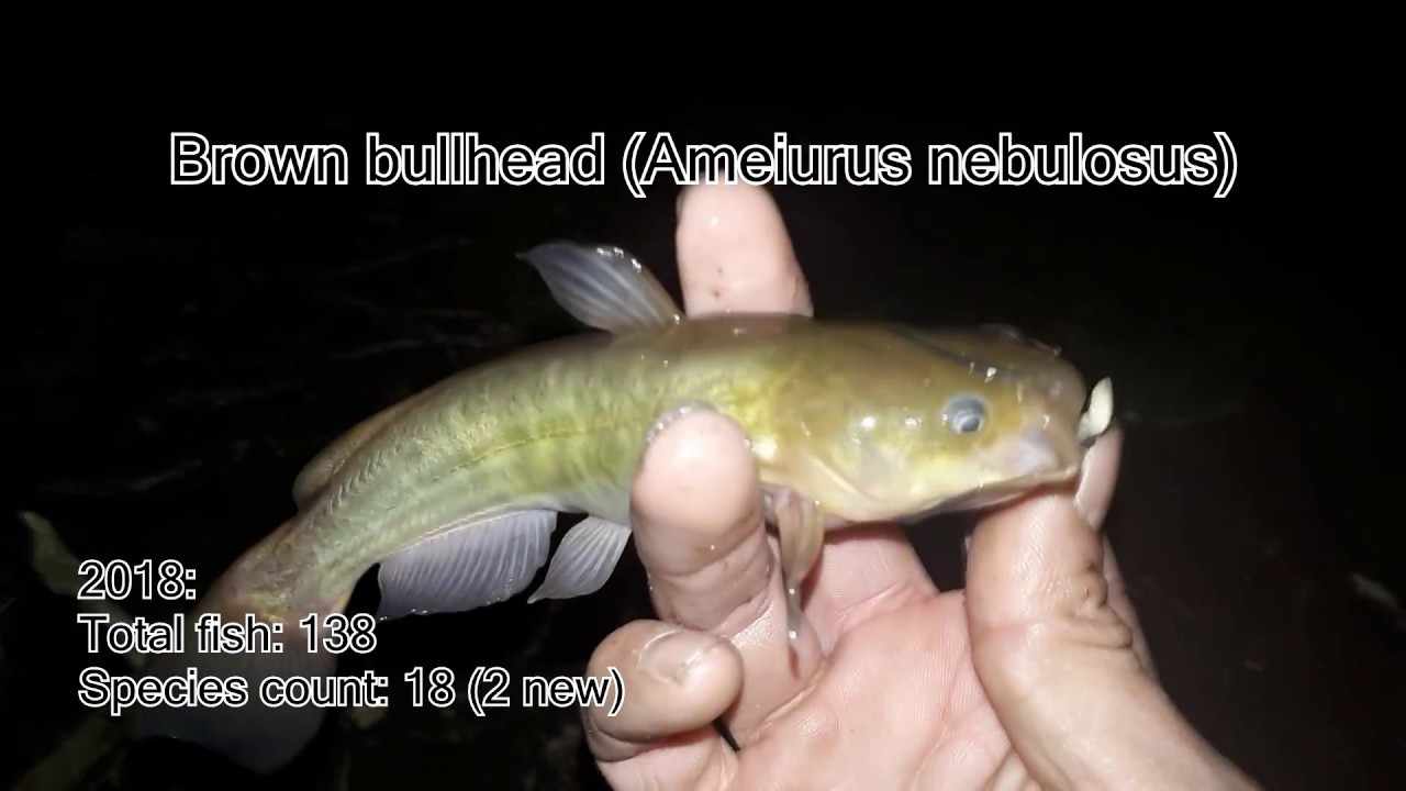 Brown bullhead (Ameiurus nebulosus) in Europe! - This one is way easier ...
