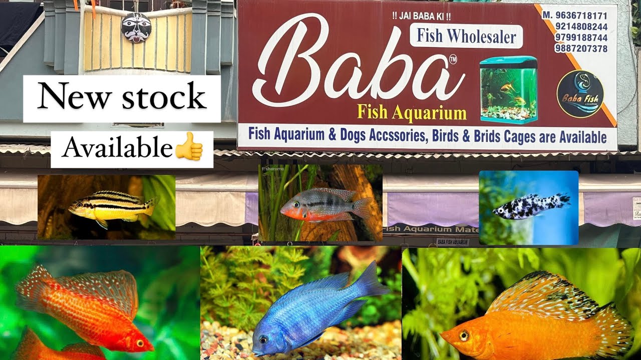 New fish stocks Available baba fish aquarium kota#youtube #new #kota ...