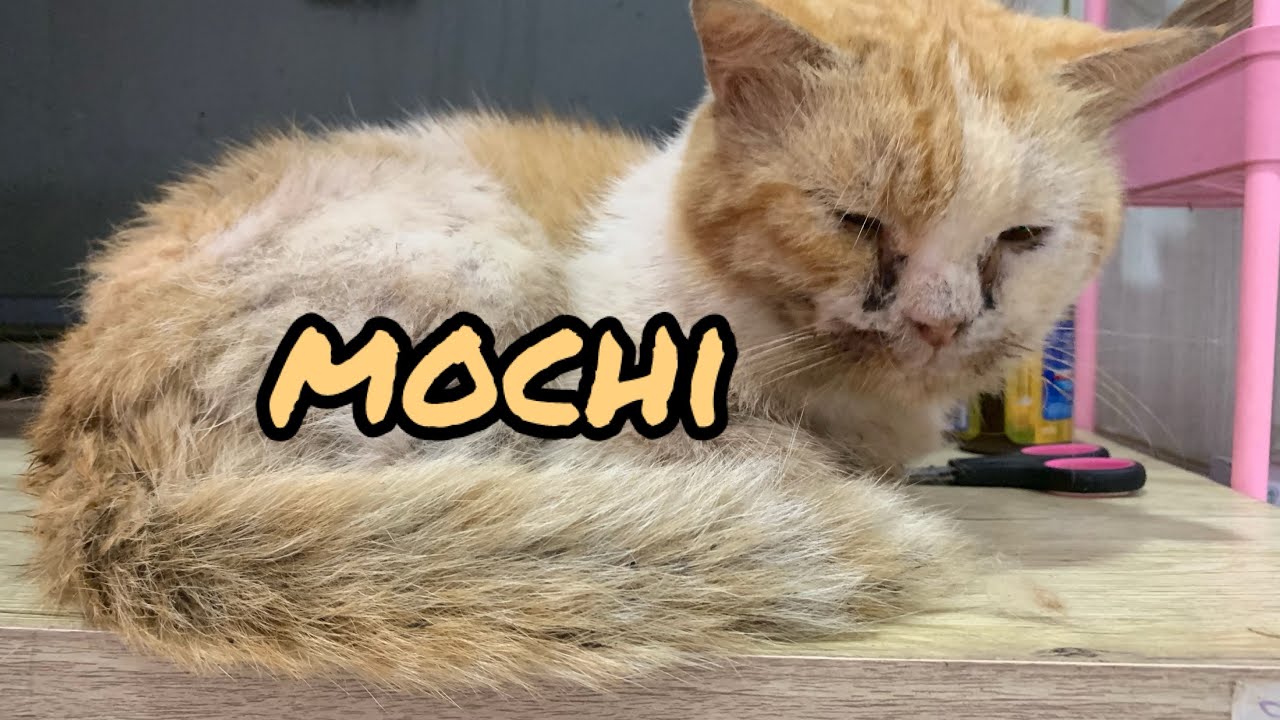 Bapak Kucing Mochi Baru Pulang Setelah Lama Mengembara dan Anaknya ...