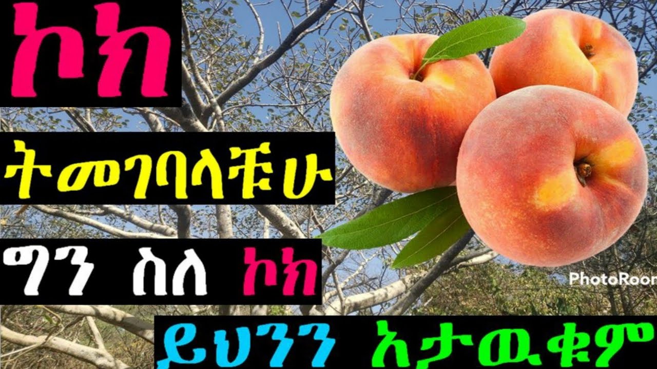 የኮክ አስደናቂ 10 የጤና ጥቅሞች| 10 Health benefits of Peaches ☑ ኮክ ትመገባላቹህ ግን ስለ ...