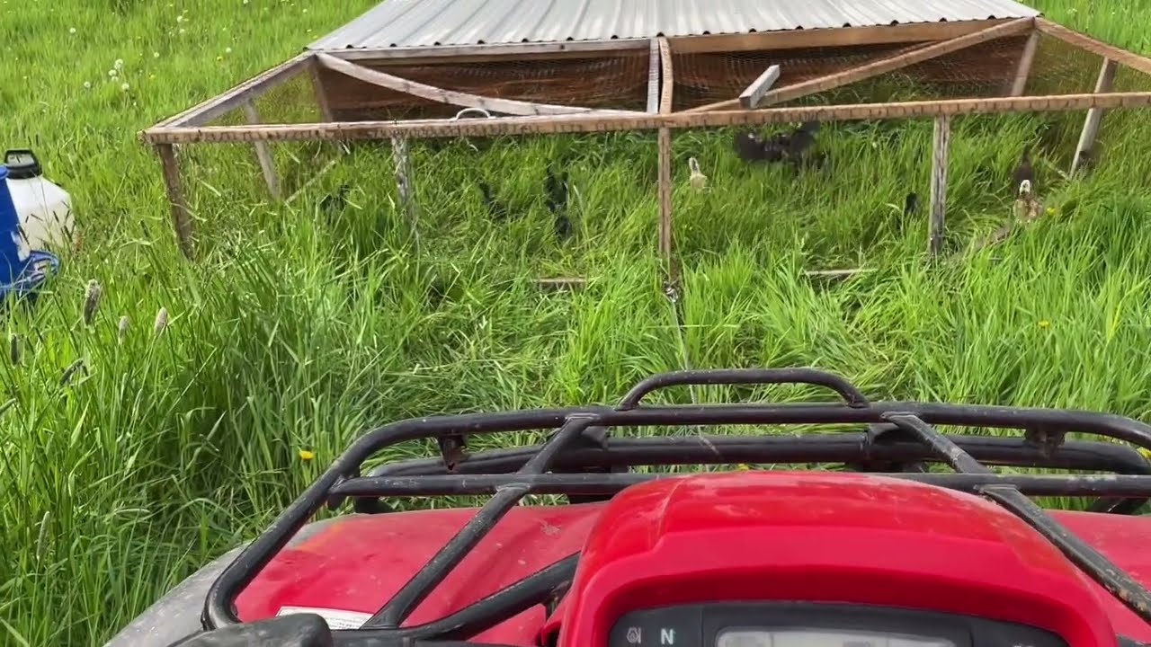 How To Move a Joel Salatin Style Chicken Tractor - YouTube