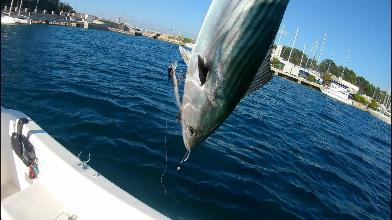 PALAMIDA 2KG PANULA- Fishing in Croatia- Mali Losinj (ADRIATIC BONITO ...