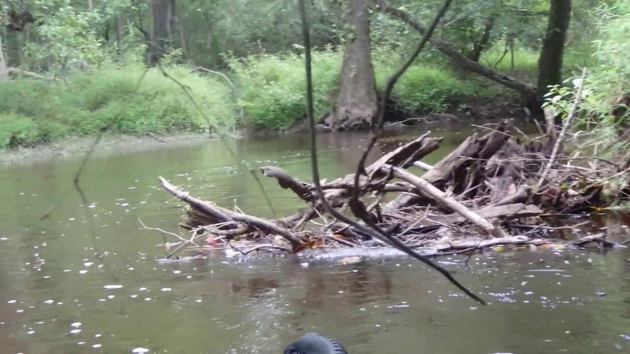 Lake Wilson to Toisnot Park Part 1 - YouTube