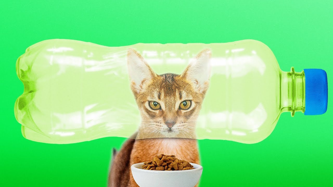 12 BEST DIY PROJECTS FOR YOUR PETS - YouTube