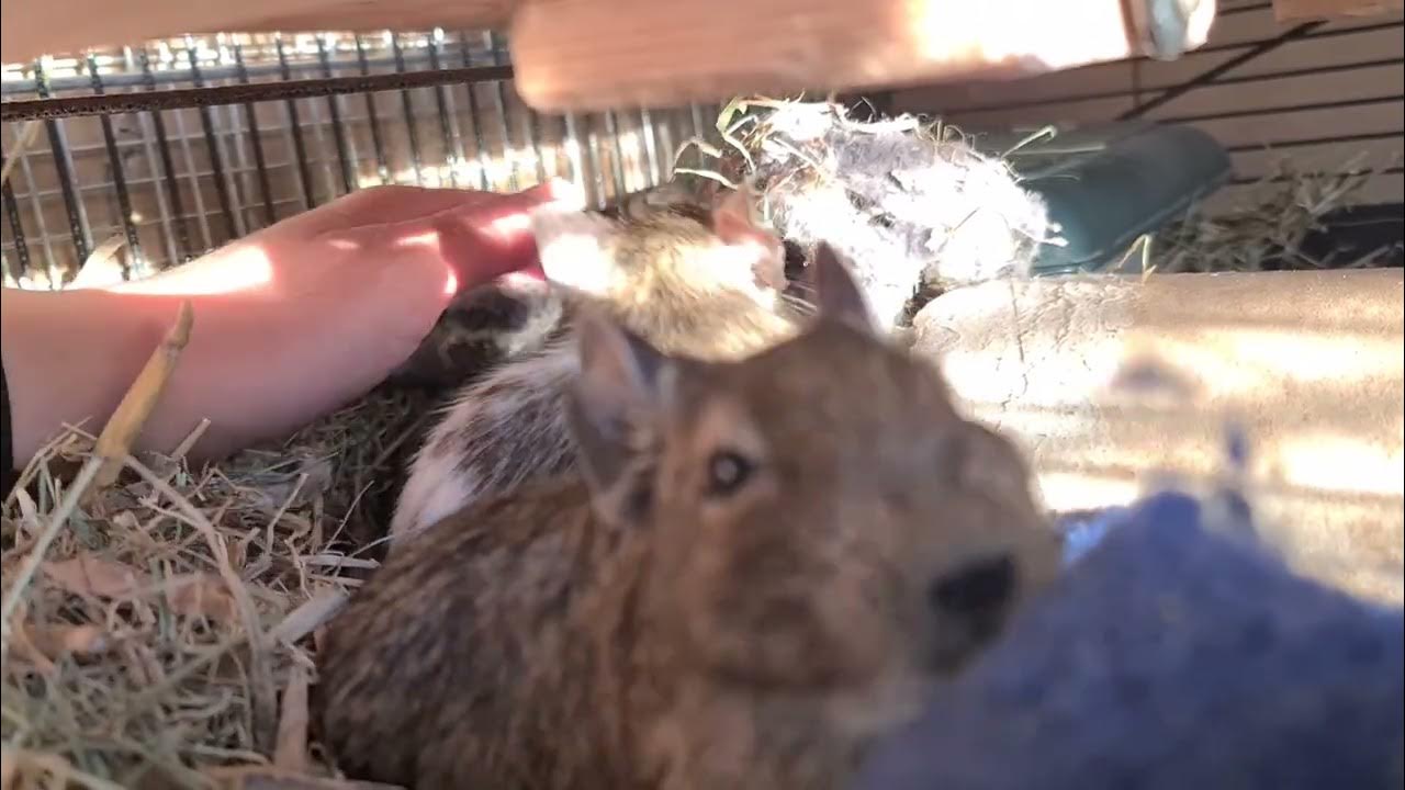 Sleepy degus Inez, Selina, Mona and Grace in the hay - YouTube