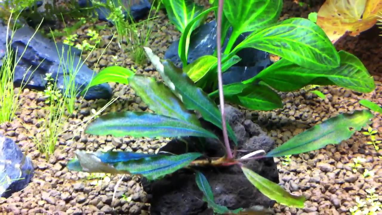 自然之美~Bucephalandra sp. Kualakuayan II - YouTube